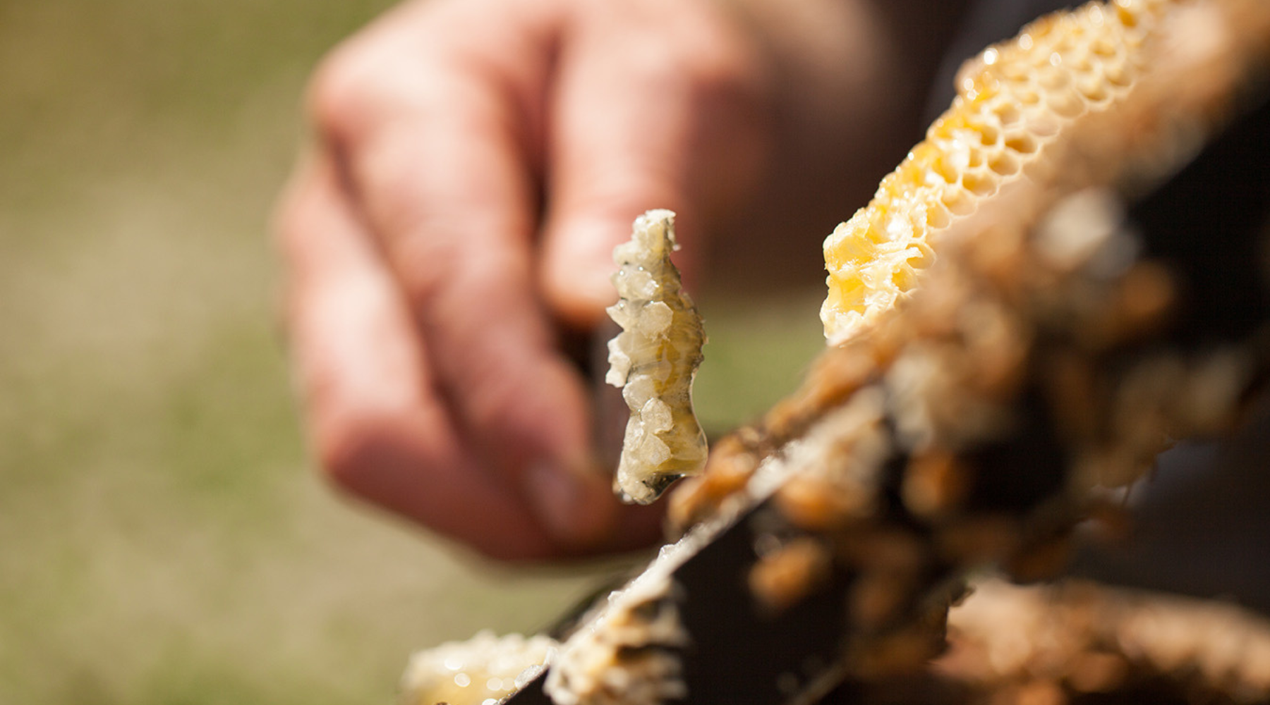 The Journey of PURITI Manuka Honey to Your Table