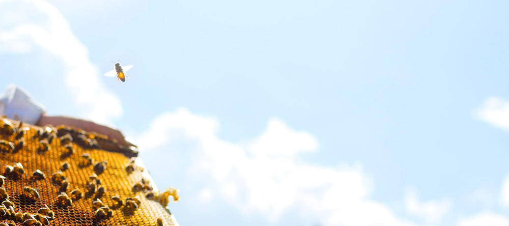 Contact Us - PURITI - Premium New Zealand Manuka Honey