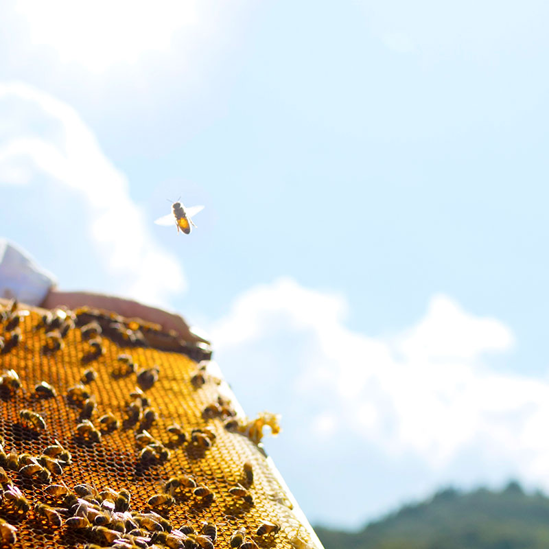 Contact Us - PURITI - Premium New Zealand Manuka Honey